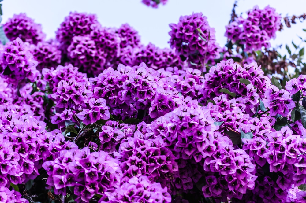 37 Types De Fleurs Violettes (avec Photos)