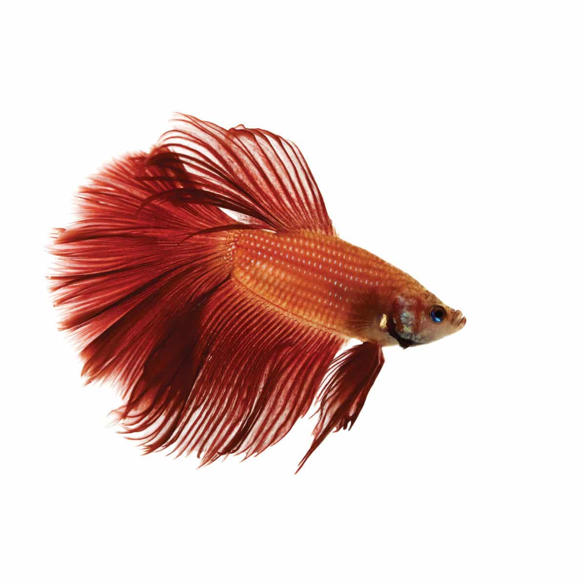 L'origine Fascinante Du Poisson Betta Et D'autres Faits Amusants Sur Le ...