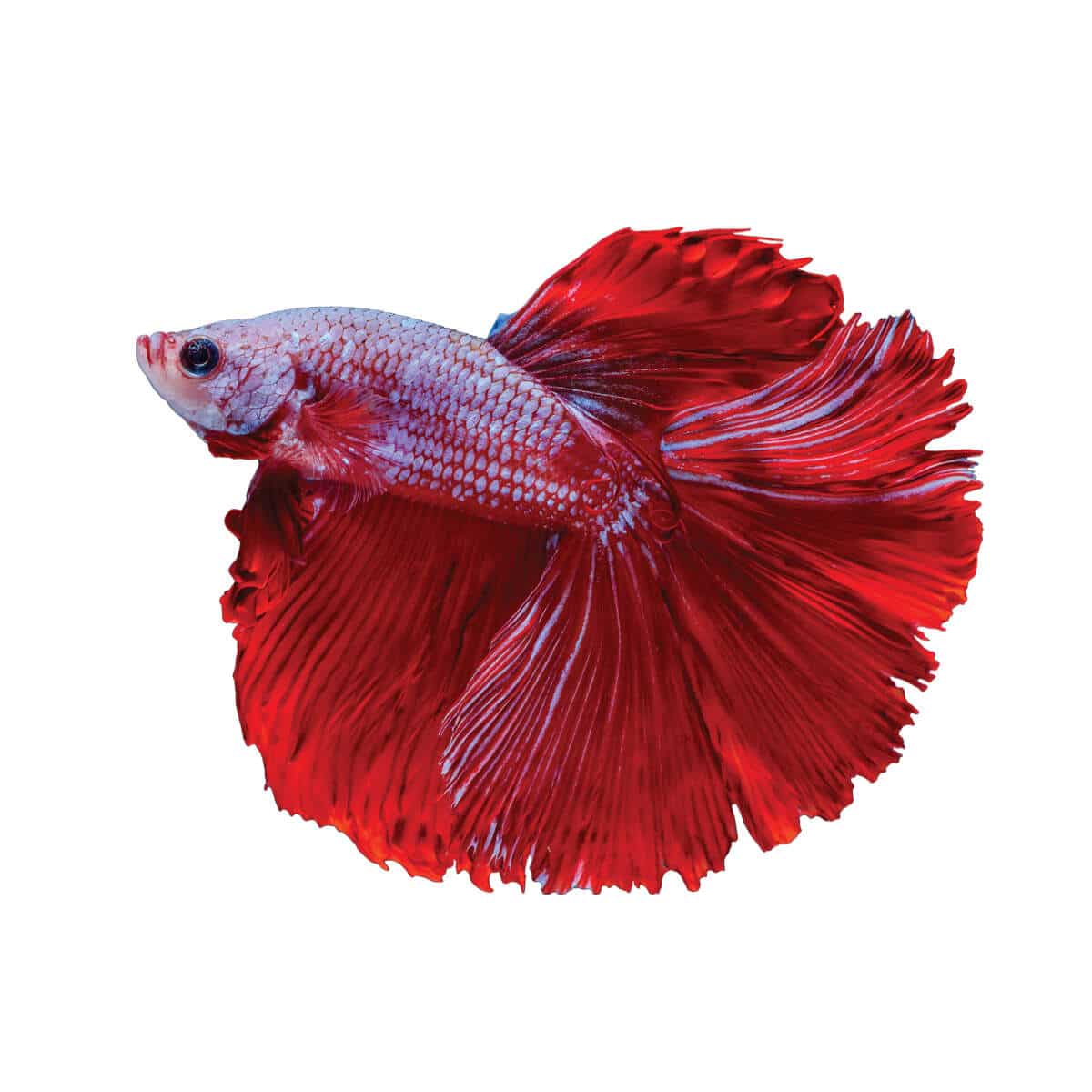 L'origine Fascinante Du Poisson Betta Et D'autres Faits Amusants Sur Le ...