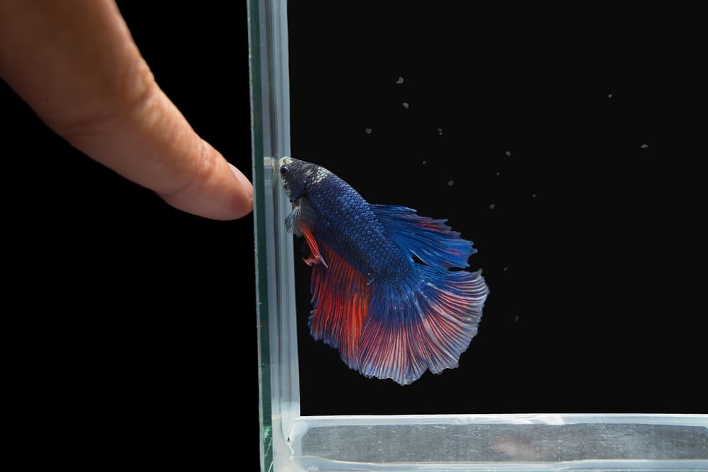 Le Guide Ultime Du Poisson Betta