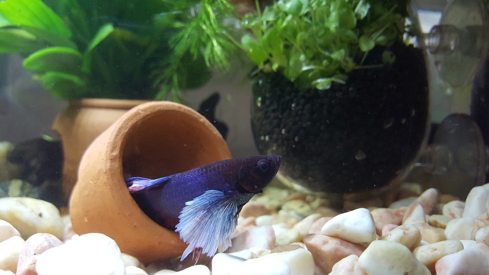 Le Guide Ultime Du Poisson Betta