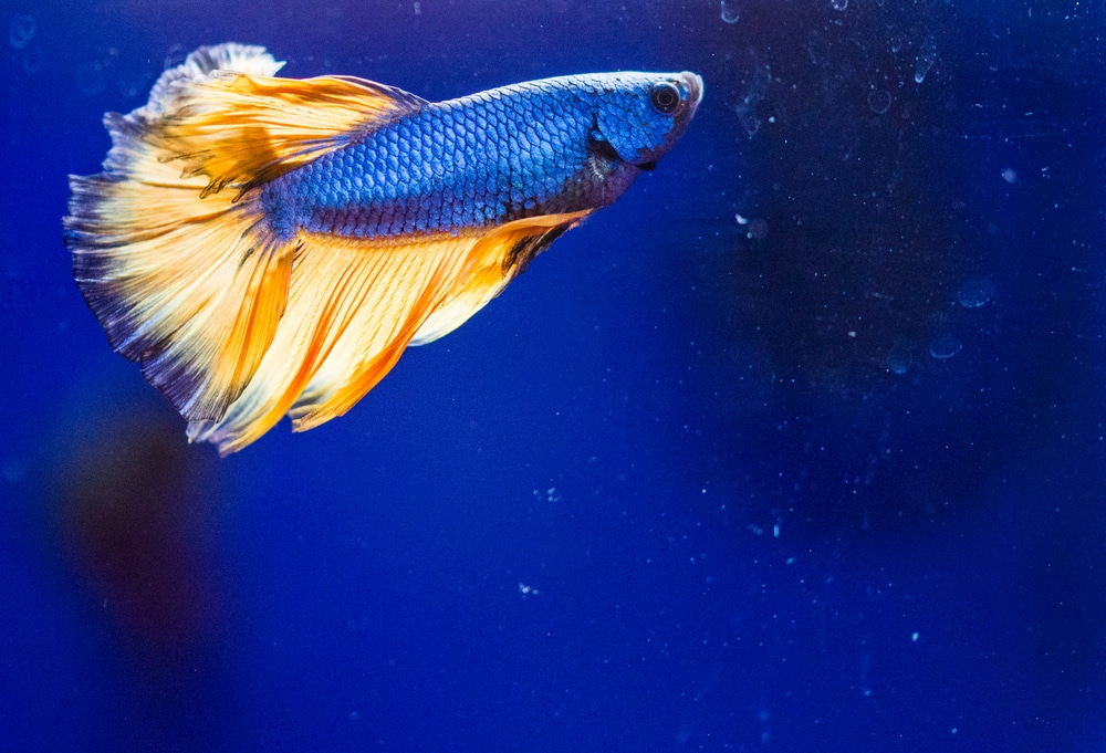 Le Guide Ultime Du Poisson Betta