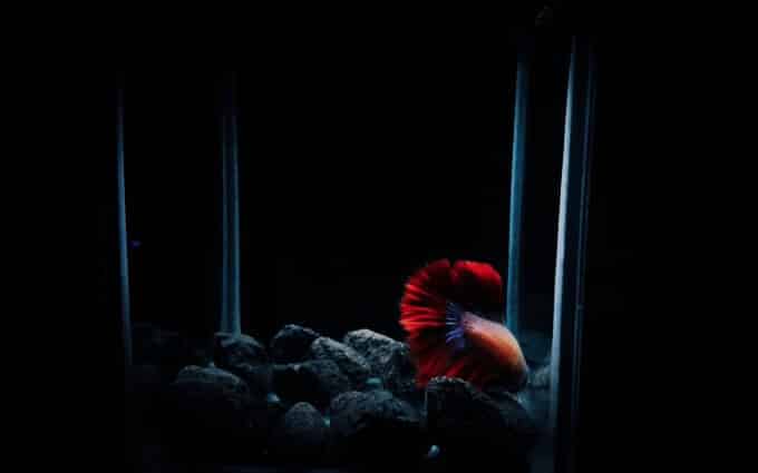 Les Poissons Betta Dorment-ils ? La Vraie Réponse...
