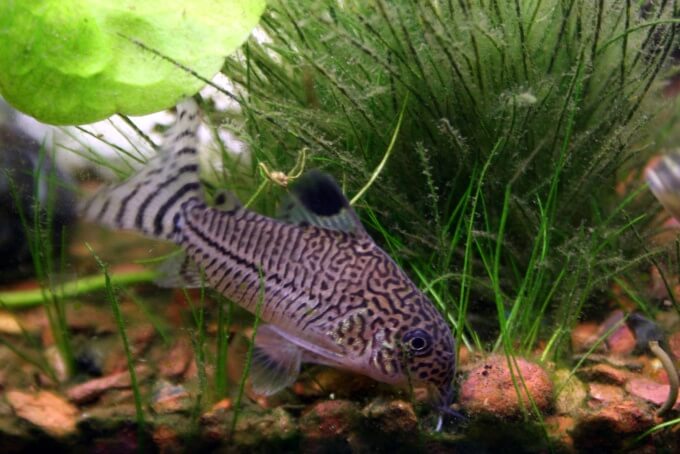 Les 15 Meilleurs Types De Poissons-chats D'aquarium D'eau Douce